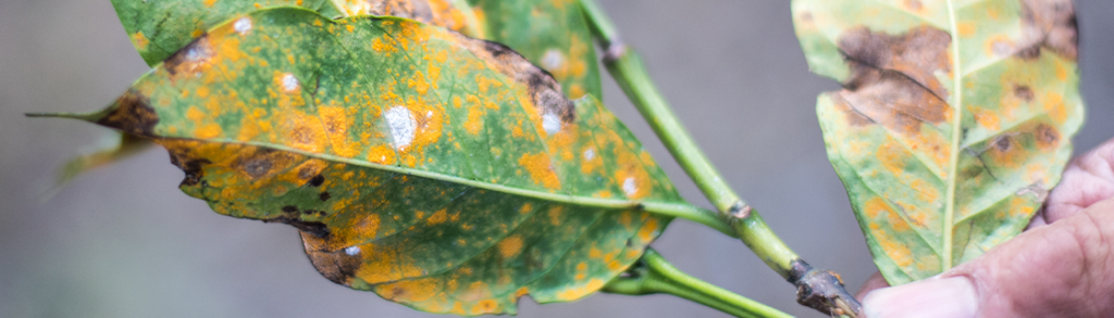 How to Spot and Stop Fungal Plant Diseases